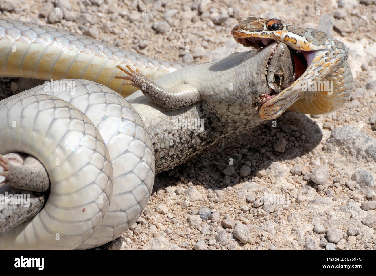 Olive Whip Snake High Resolution Stock Photography and Images - Alamy