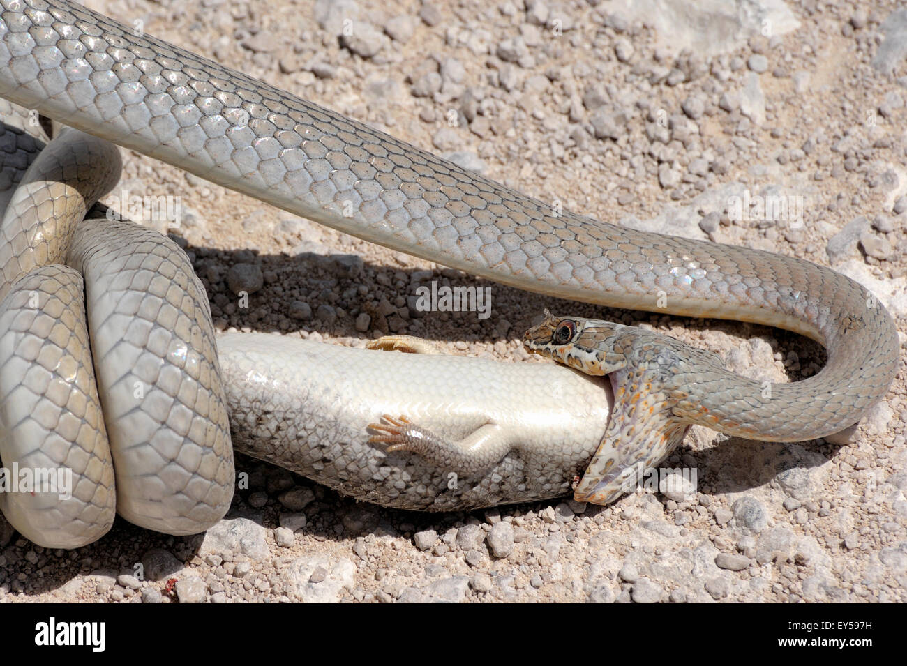 Olive Whip Snake High Resolution Stock Photography and Images - Alamy