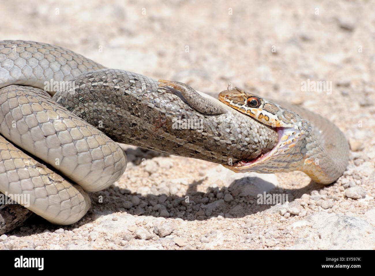 Olive whip snake hi-res stock photography and images - Alamy