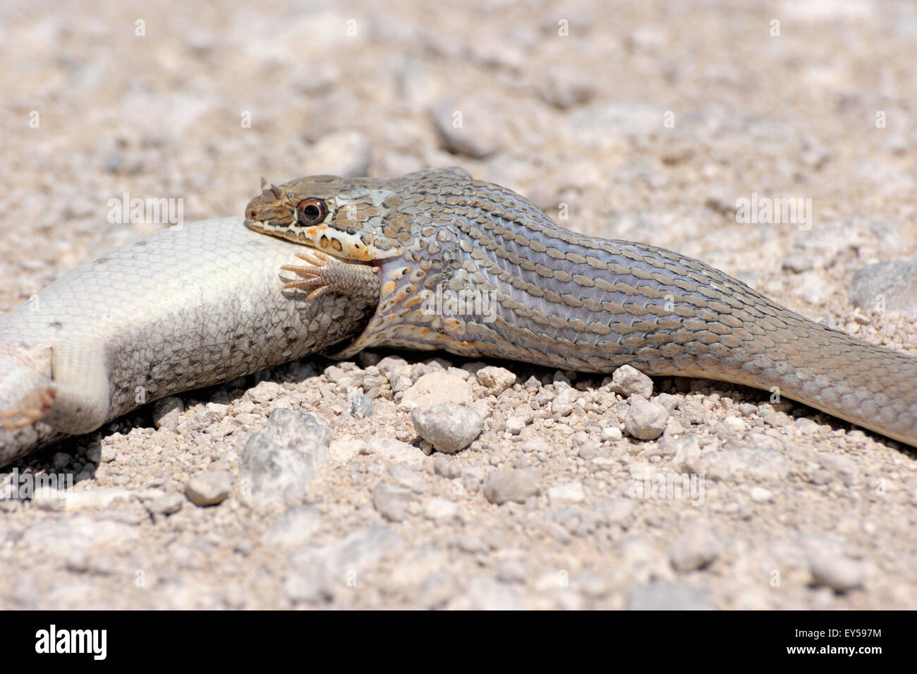 Olive Whip Snake eating a Lizard - Etosha Namibia Stock Photo - Alamy