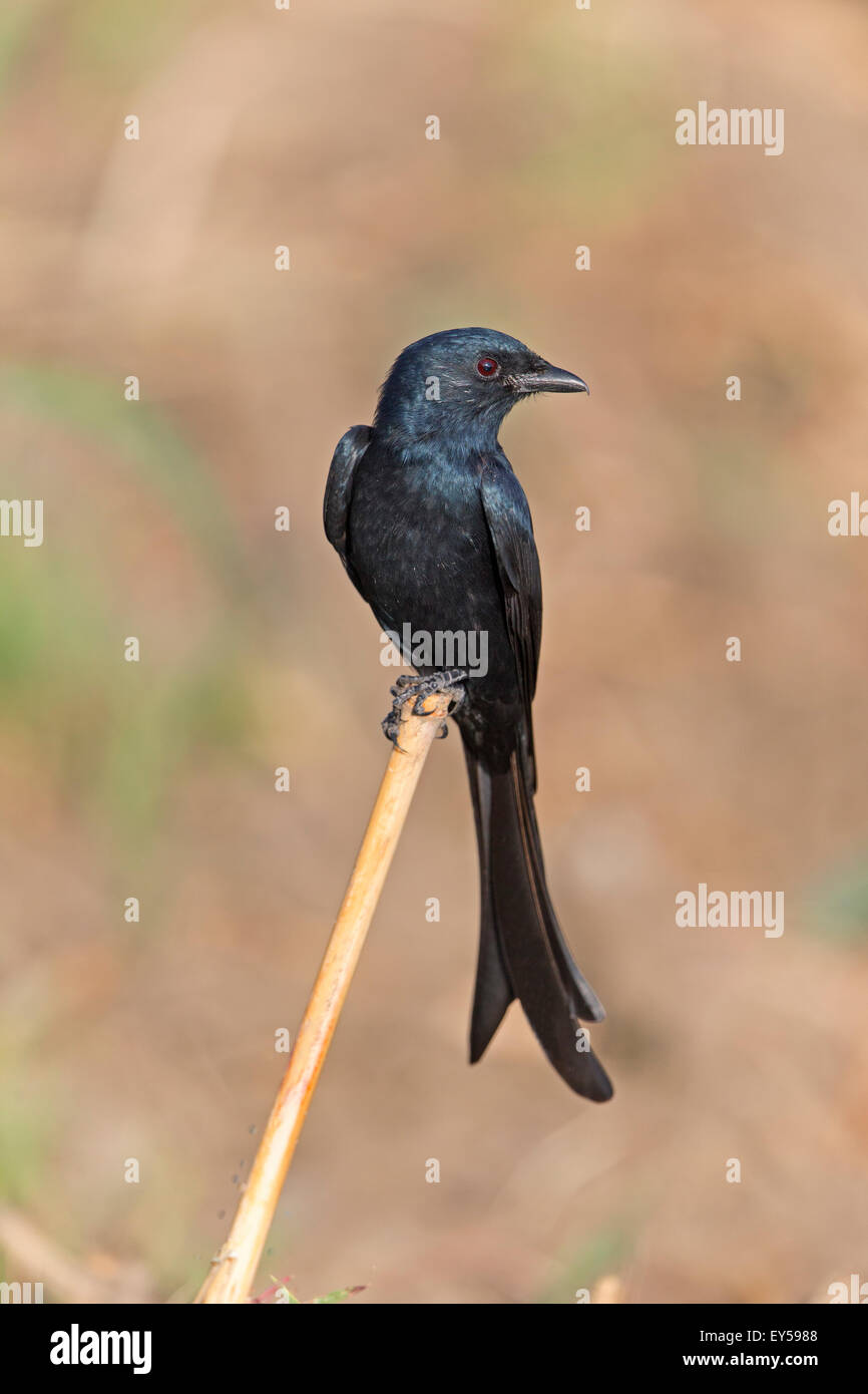 Black Drongo on a stem - Rajasthan India Stock Photo - Alamy