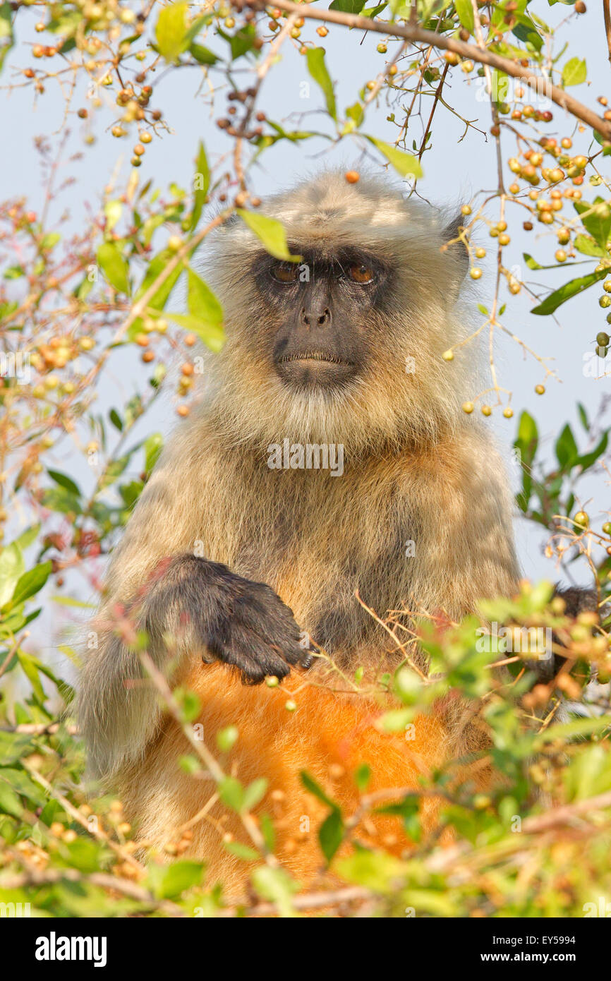 Hanuman Langurs eating fruits in a tree - Rajasthan India Stock Photo ...