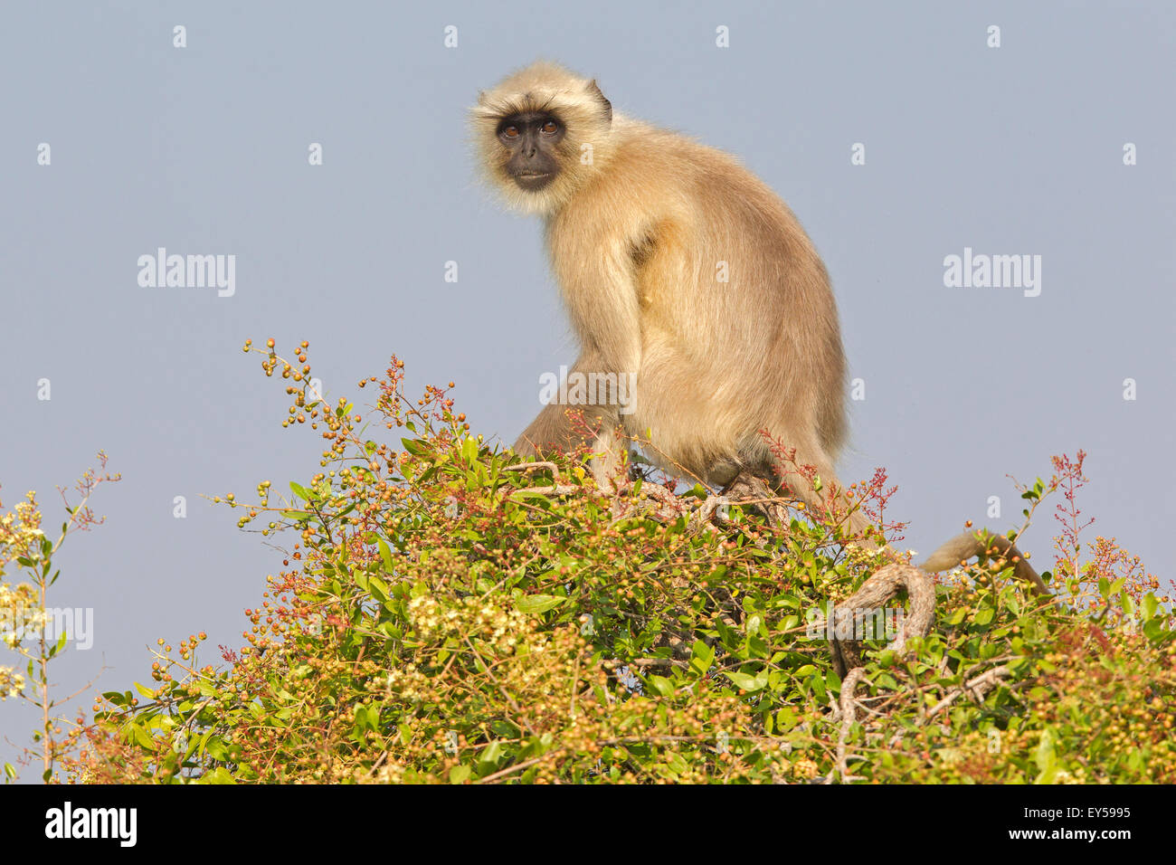 Hanuman Langurs eating fruits in a tree - Rajasthan India Stock Photo ...