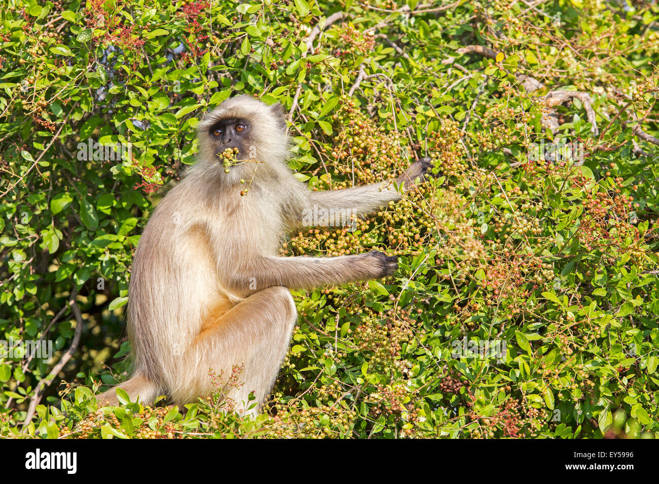Hanuman Langurs eating fruits in a tree - Rajasthan India Stock Photo ...