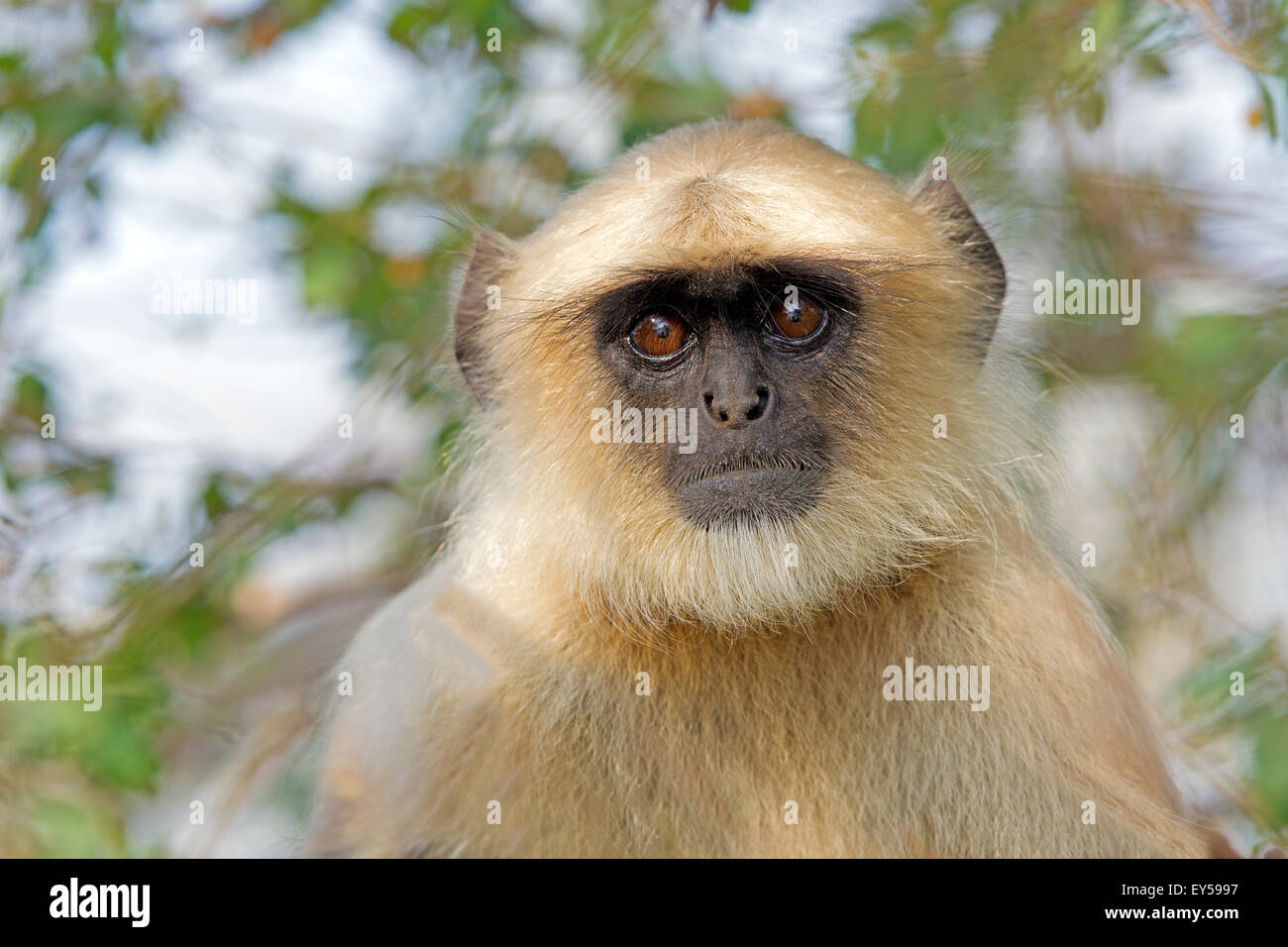 Portrait of Hanuman Langur - Rajasthan India Stock Photo - Alamy