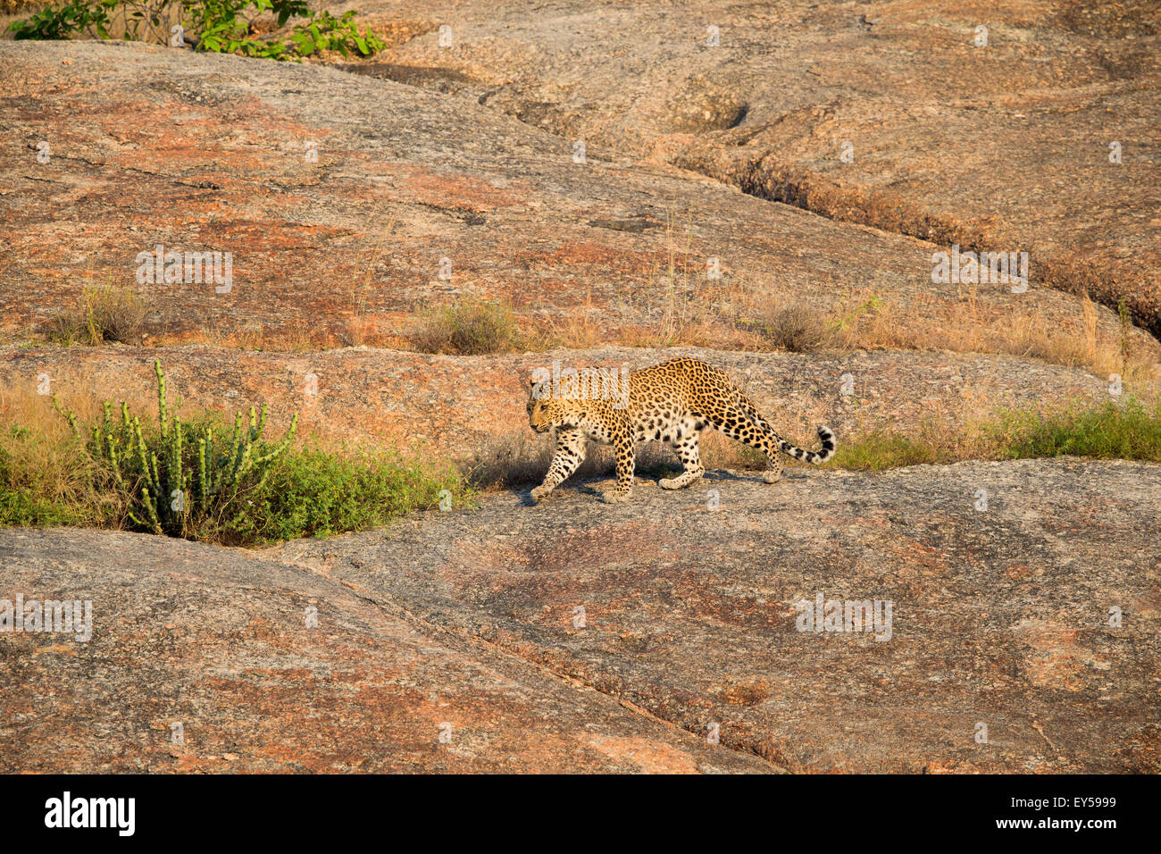 Indian leopard walking on rocks - Rajasthan India Stock Photo - Alamy
