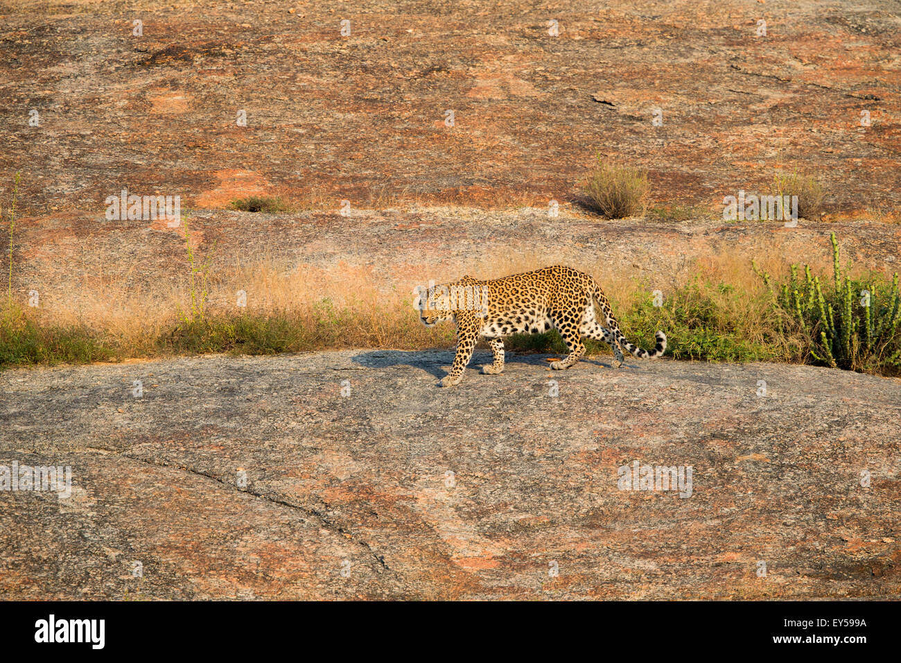 Rajasthan leopard hi-res stock photography and images - Alamy