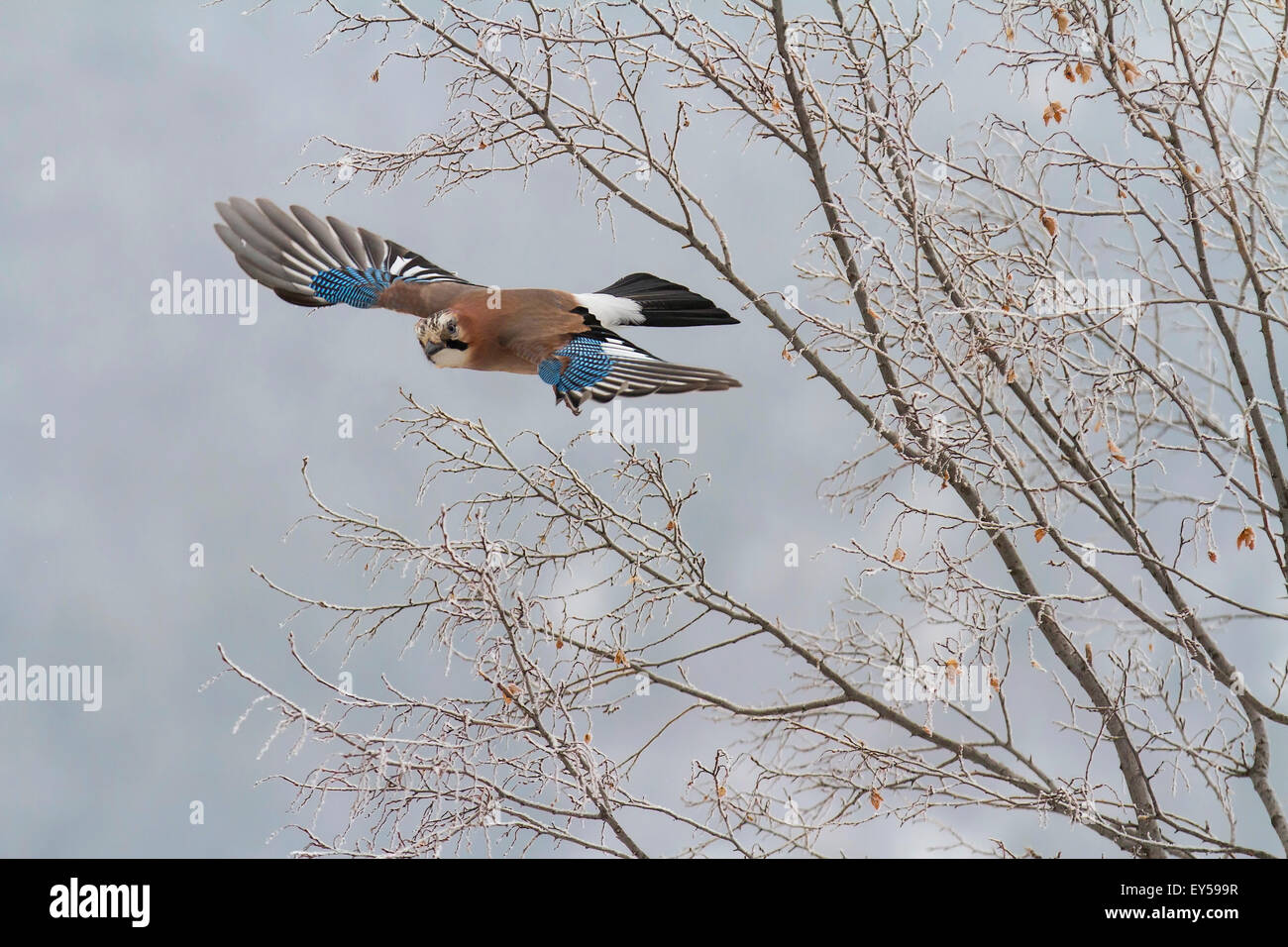 Eurasian Jay in flight in winter - Balkans Bulgaria Stock Photo - Alamy