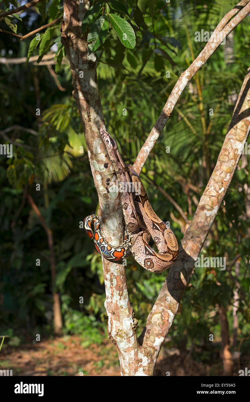 Boa constrictor in a tree - Amazonas Brazil Stock Photo - Alamy