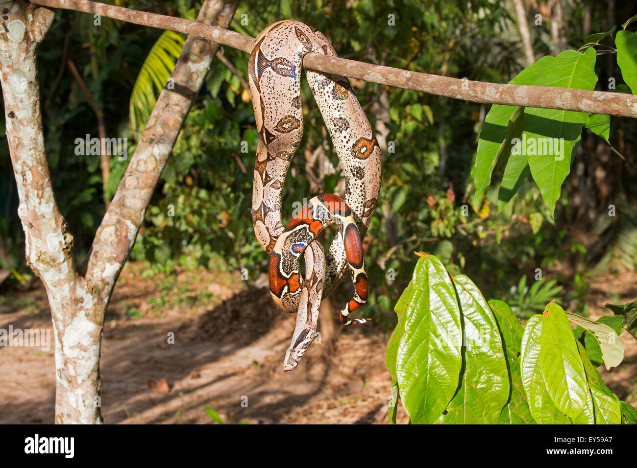 Boa constrictor on a branch - Amazonas Brazil Stock Photo - Alamy