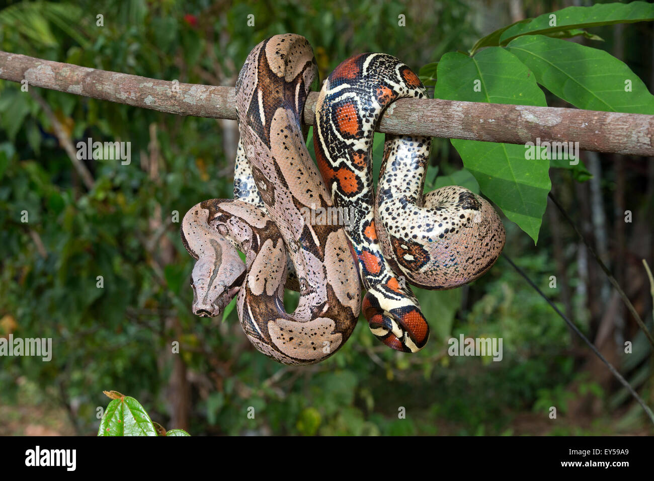 Boa constrictor on a branch - Amazonas Brazil Stock Photo - Alamy