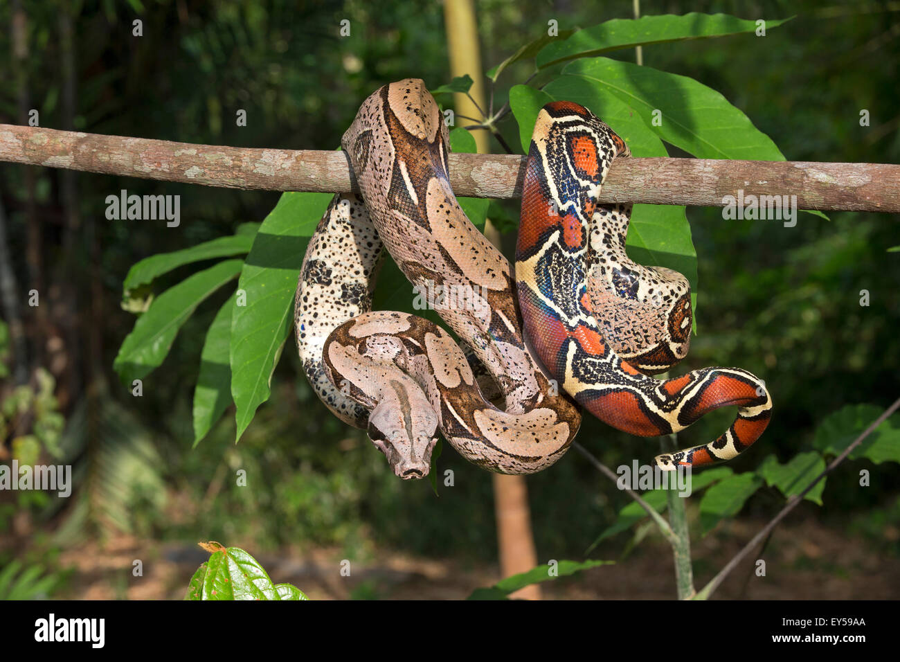Boa constrictor on a branch - Amazonas Brazil Stock Photo - Alamy