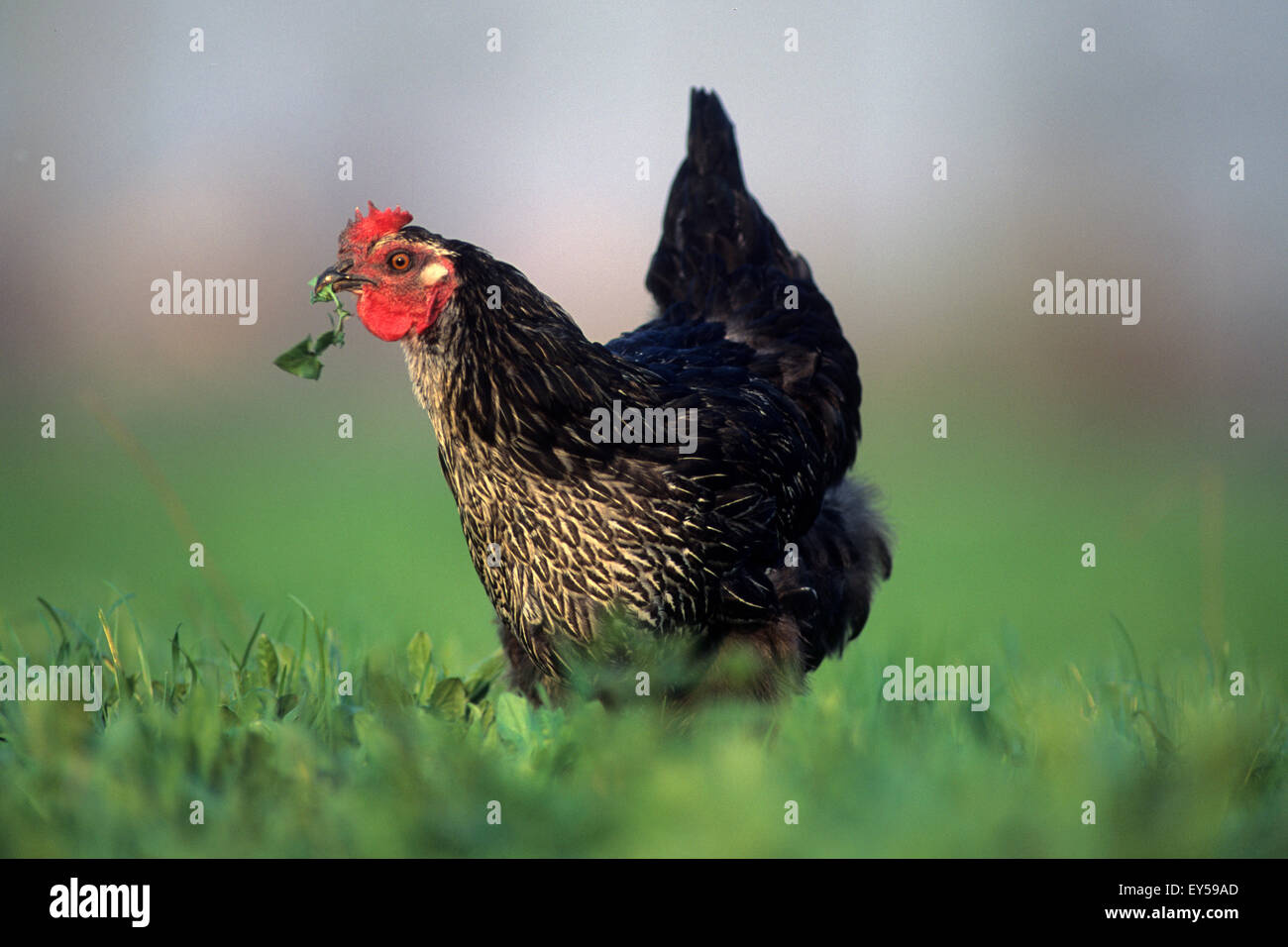 Hen eating clovers Stock Photo - Alamy