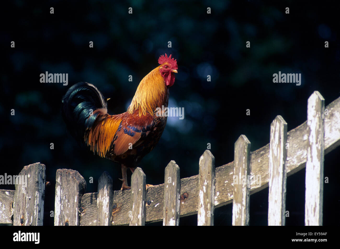 Rooster on a fence Stock Photo - Alamy