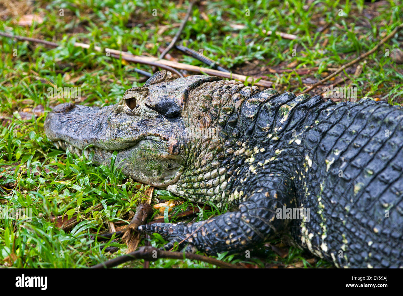 Black Caiman on river bank - Amazonas Brazil Stock Photo - Alamy