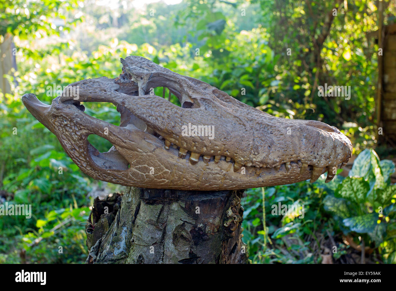 Skull of Black Caiman on the bank - Amazonas Brazil Stock Photo - Alamy