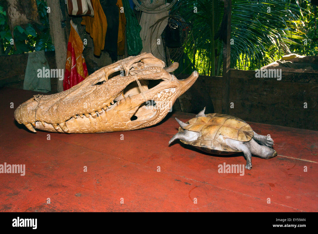 Skull of Black Caiman and Amazon Turtle - Amazonas Brazil Stock Photo ...