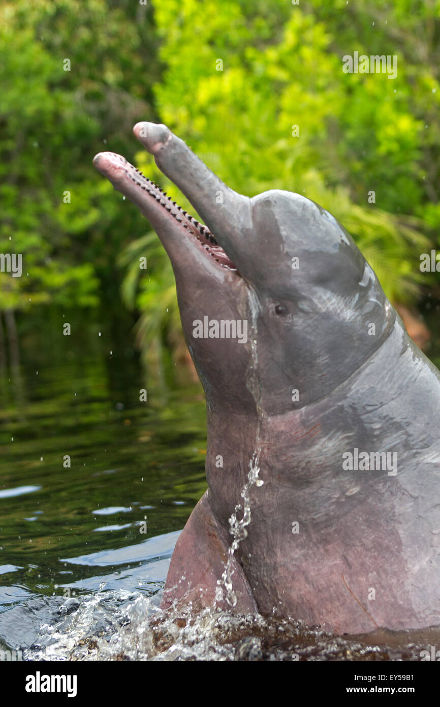 Pink River Dolphin at the surface - Rio Negro Brazil Stock Photo - Alamy