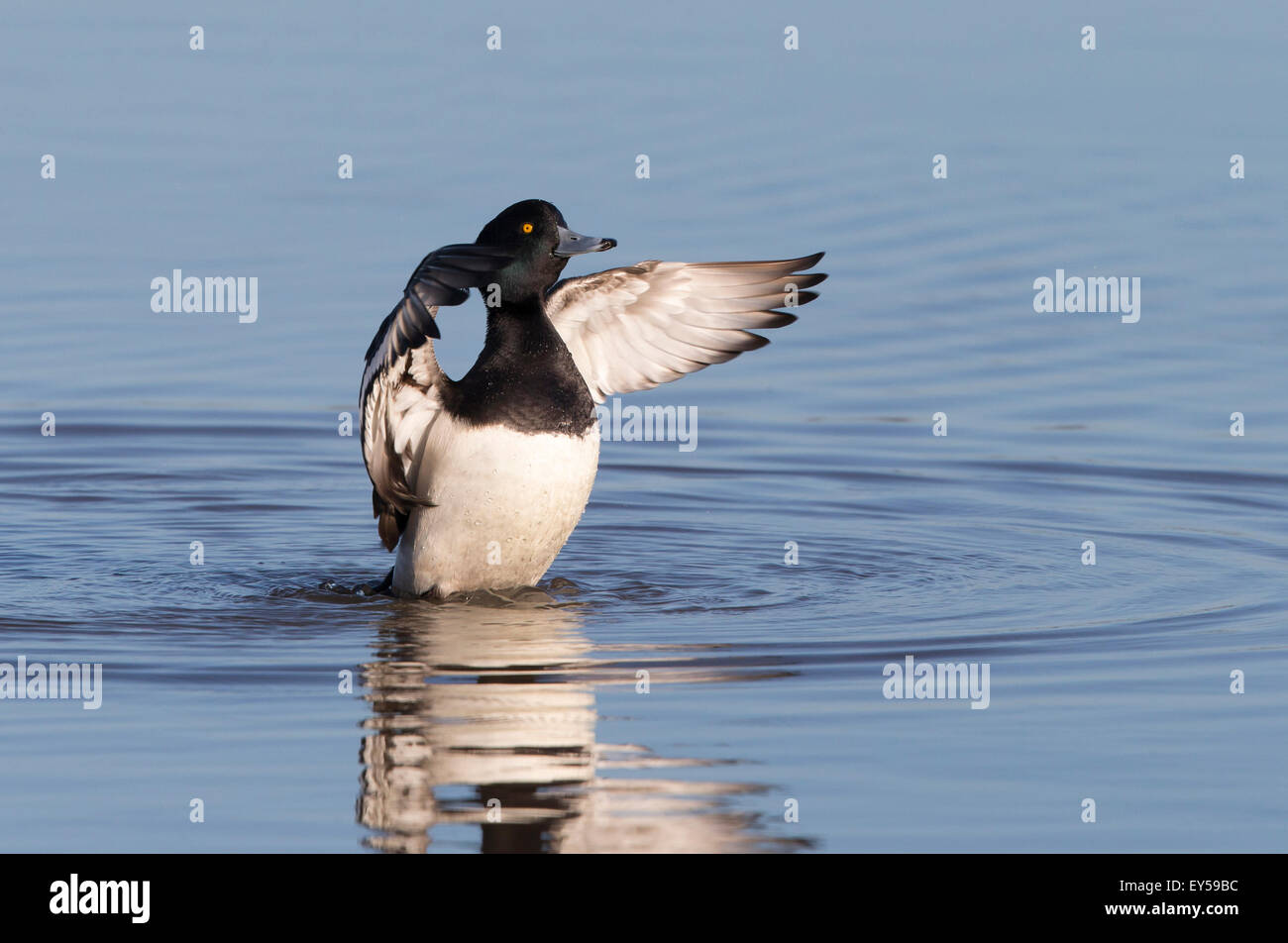 Male Tufted Duck flapping wings on the water in winter - GB Stock Photo ...