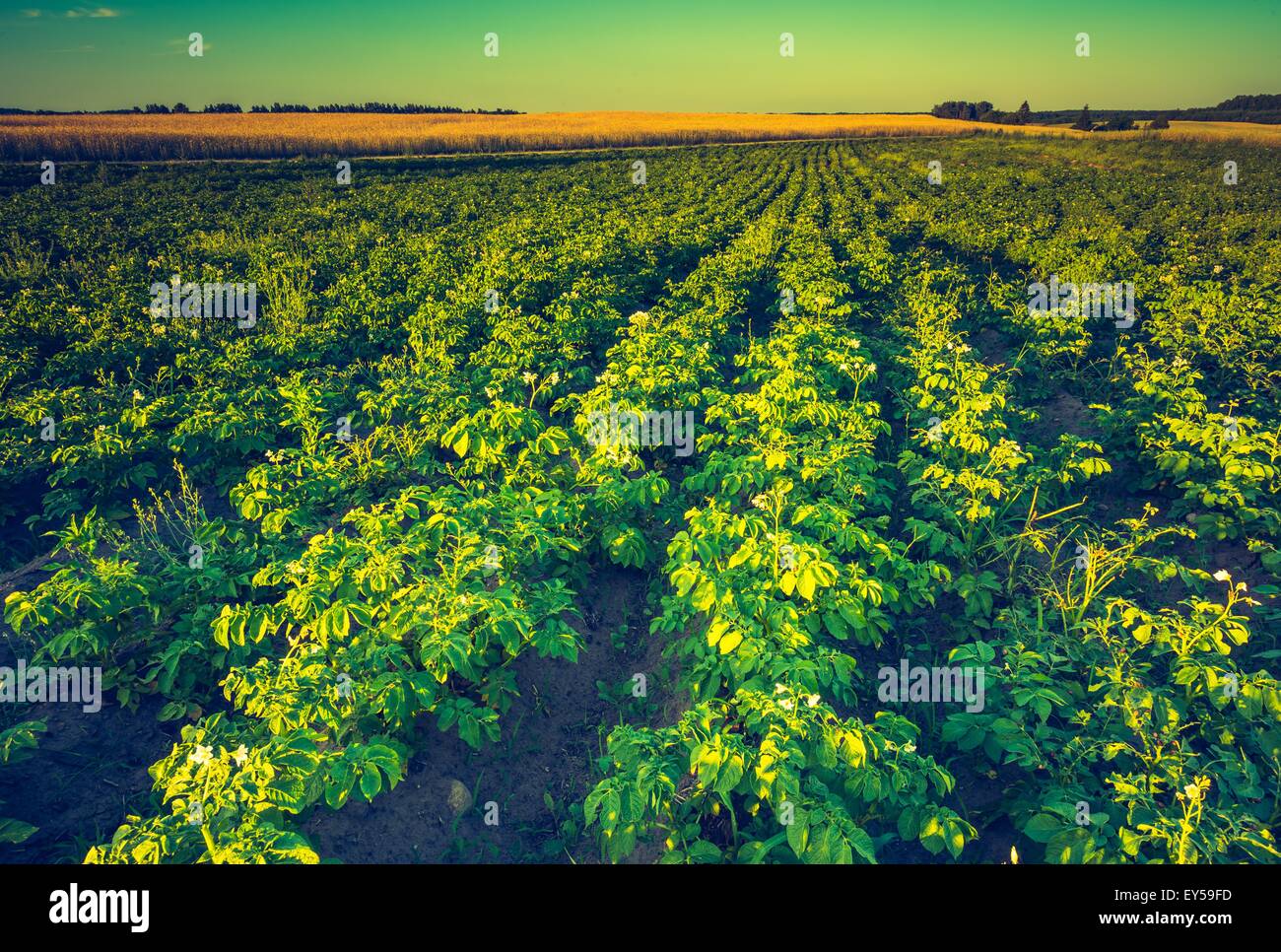 Vintage photo of beautiful summer landscape of potato field in sunset ...