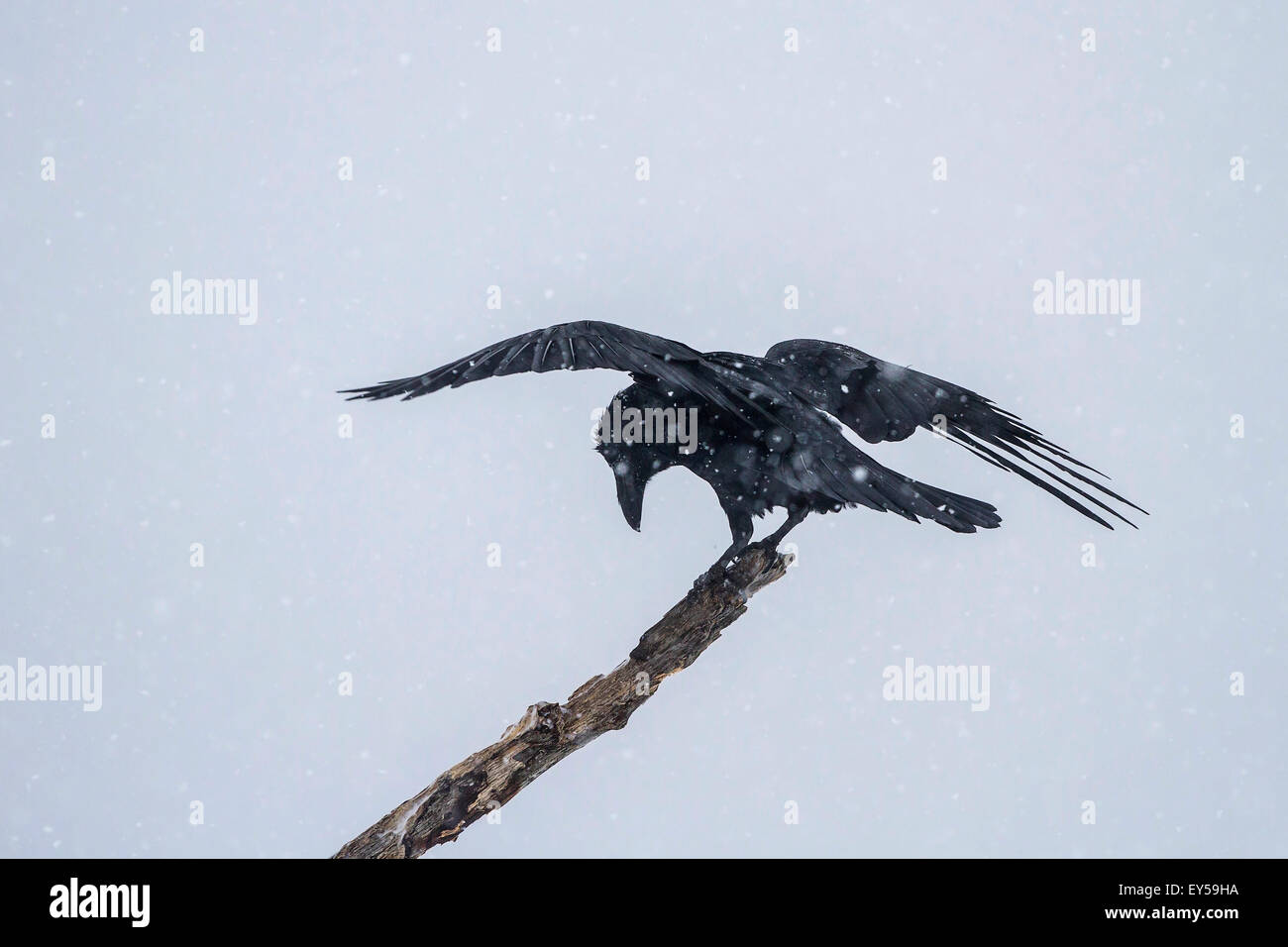 Raven Dead High Resolution Stock Photography and Images - Alamy