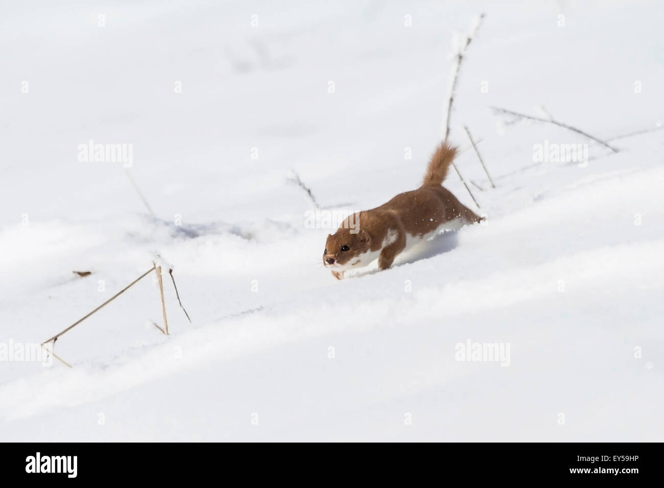 Least Weasel running in the snow - Balkans Bulgaria Stock Photo - Alamy