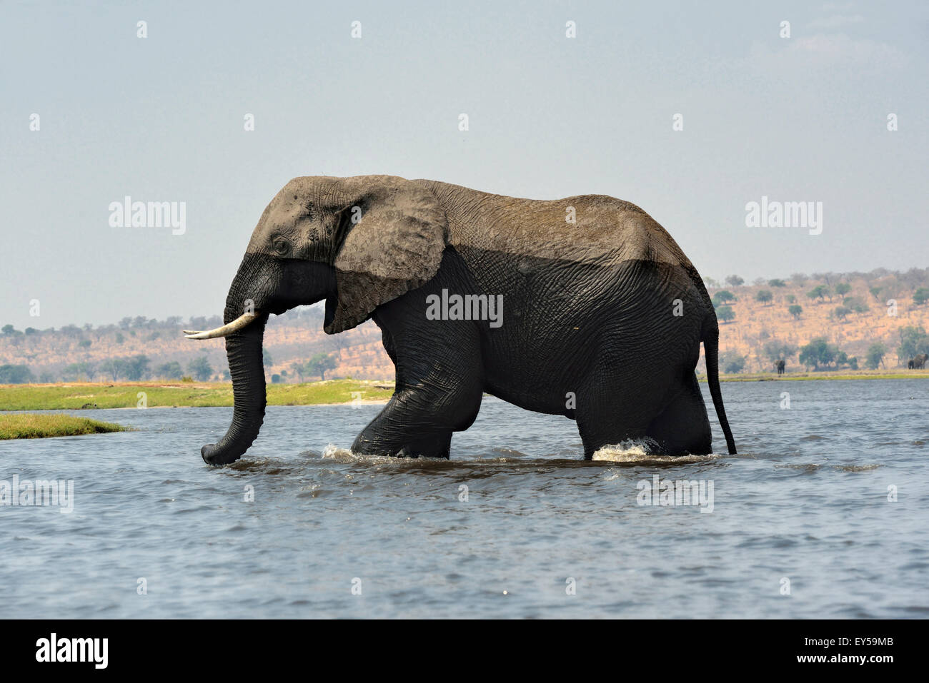 African elephant crossing the Chobe River - Botswana Stock Photo - Alamy