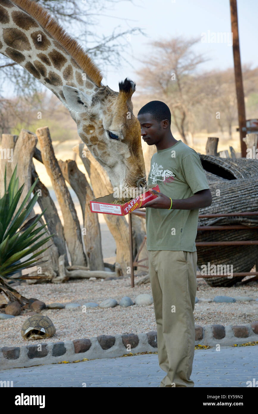 Giraffe Man High Resolution Stock Photography and Images - Alamy