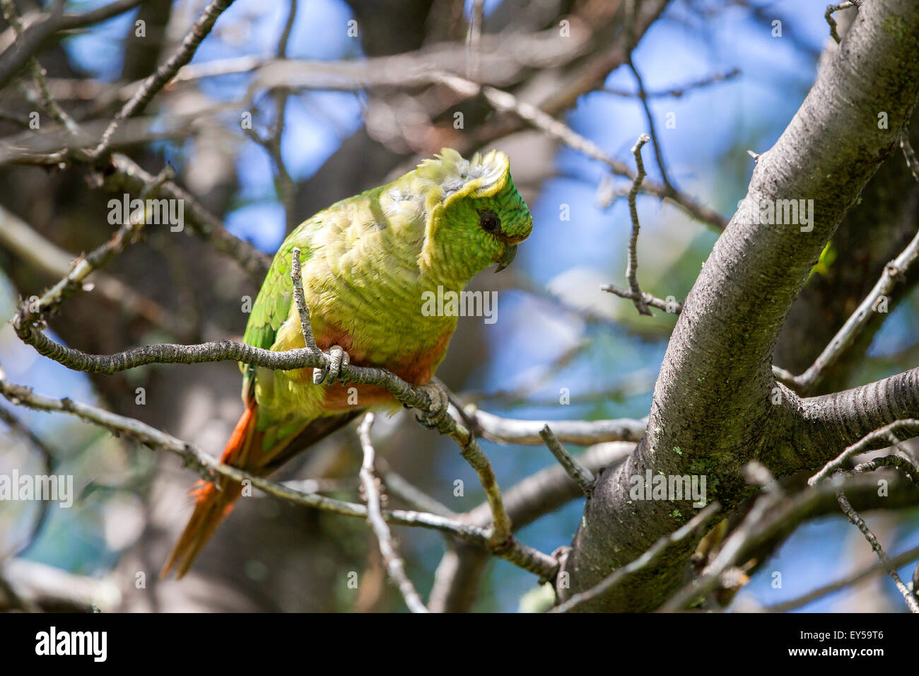 Austral Parakeet on a branch - Torres del Paine Chile Stock Photo - Alamy