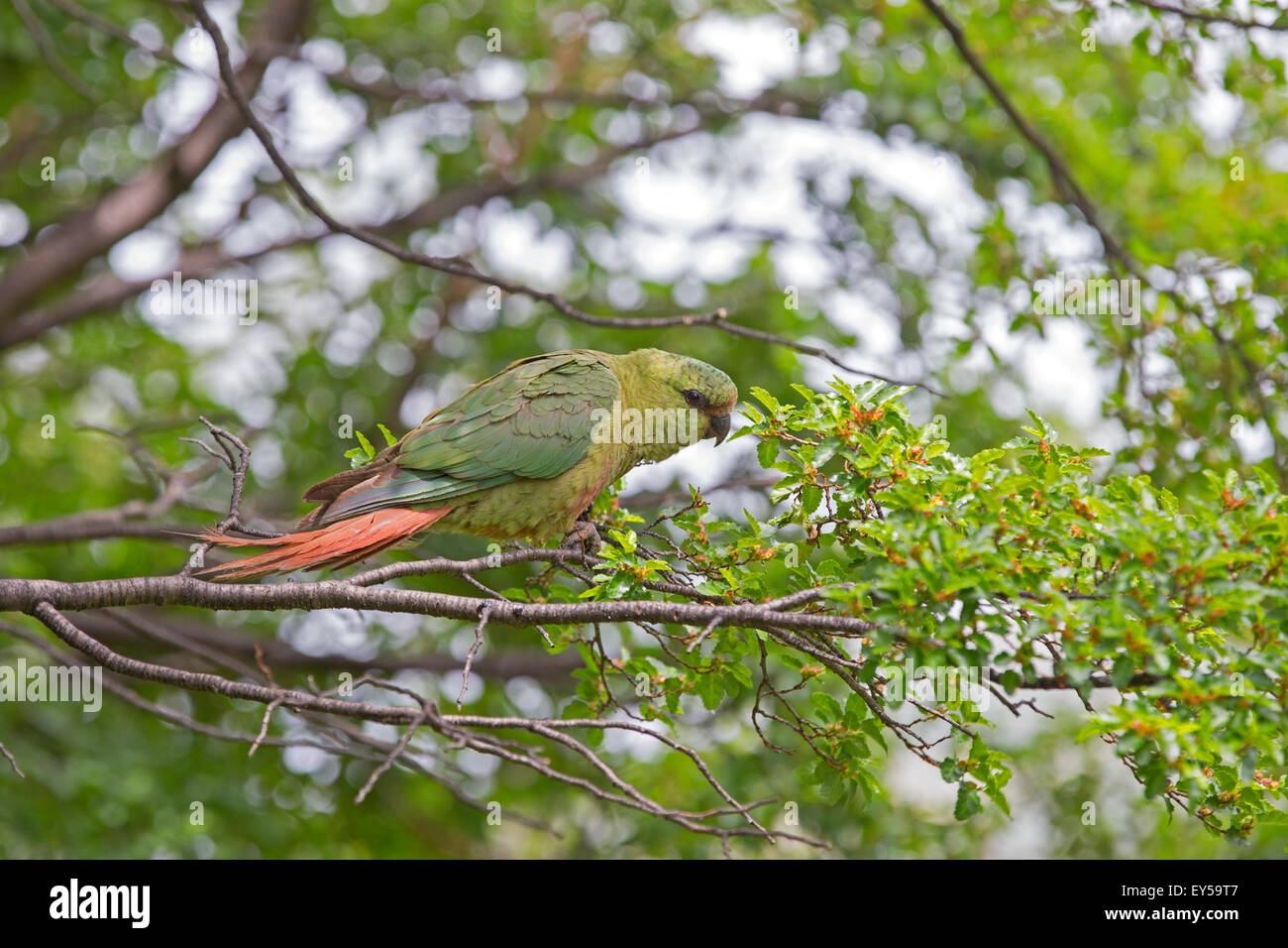 Austral Parakeet on a branch - Torres del Paine Chile Stock Photo - Alamy