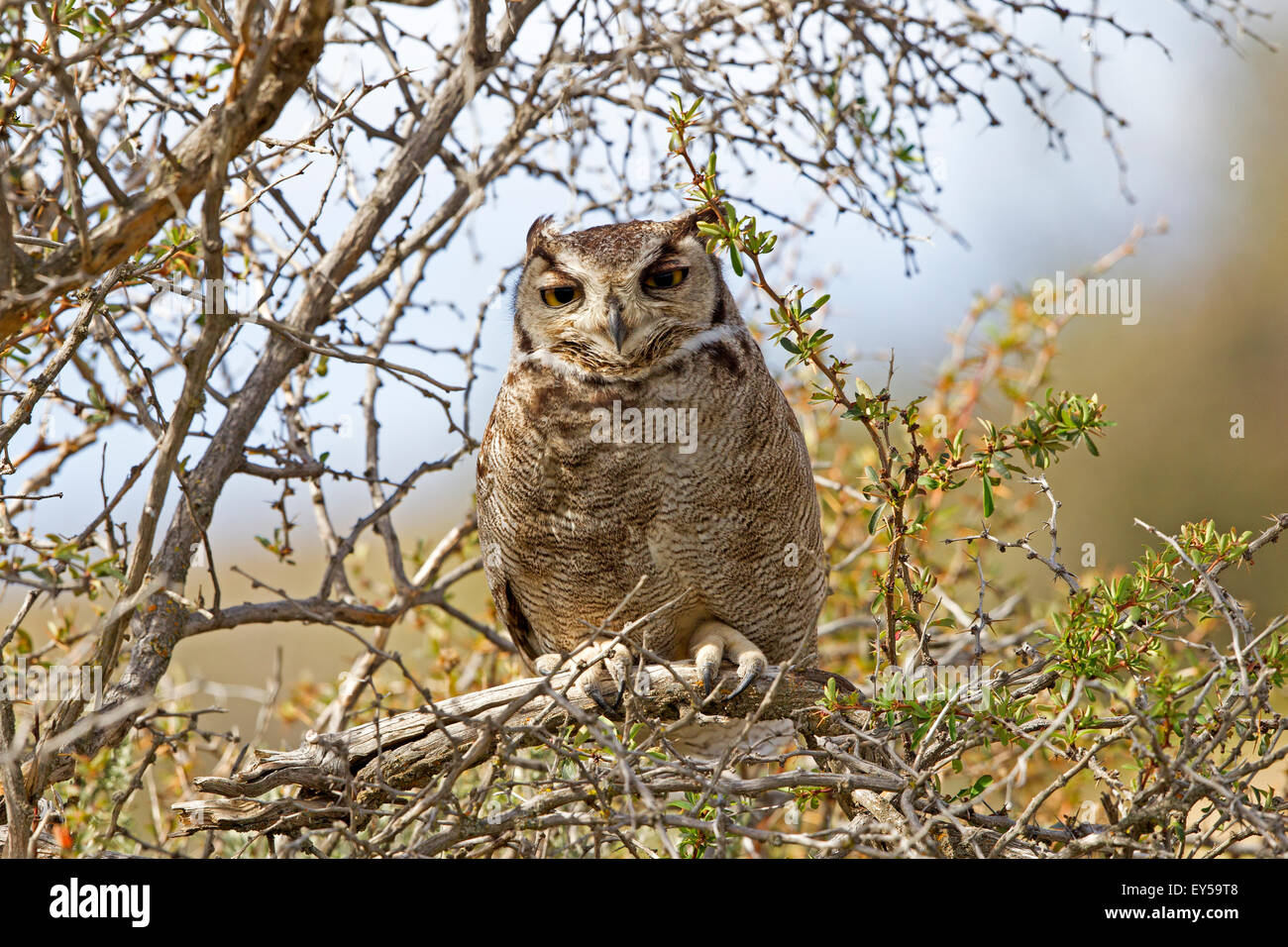 Lesser Horned Owl on a branch - Torres del Paine Chile Stock Photo - Alamy