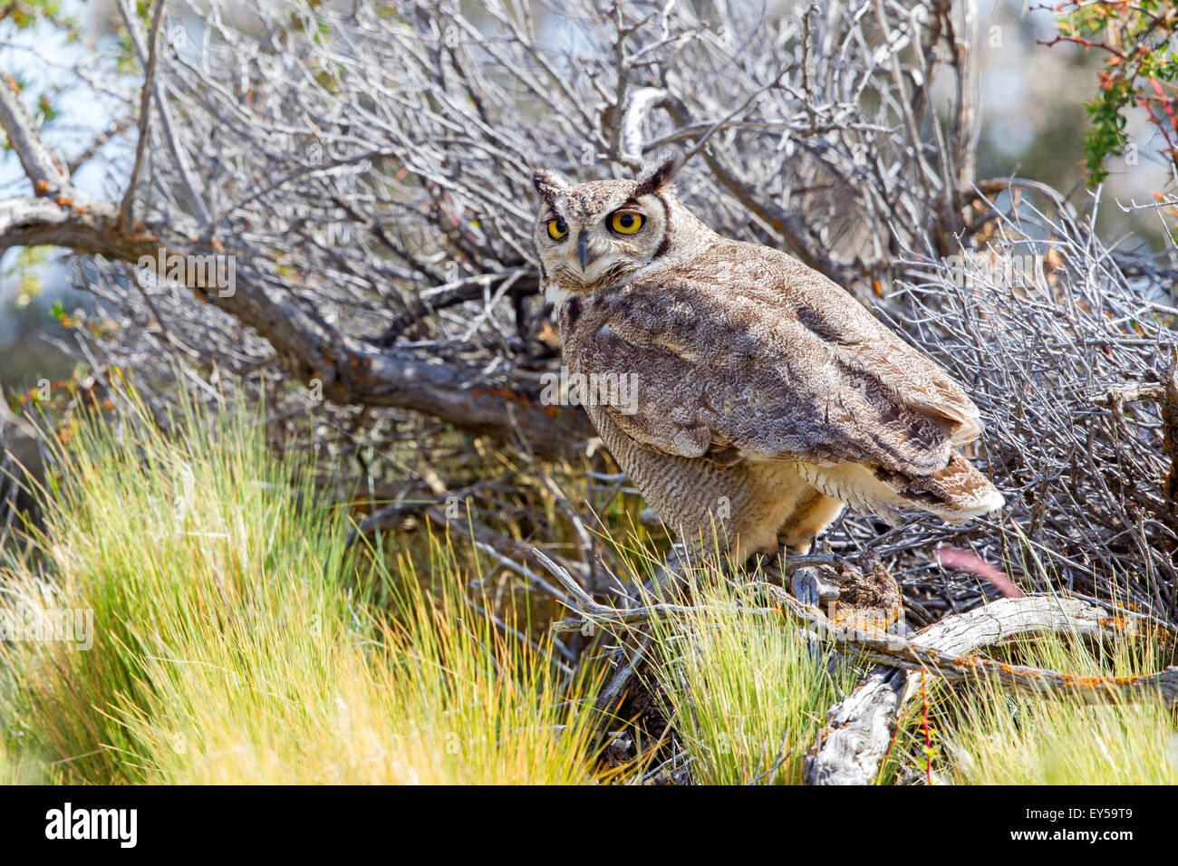 Lesser Horned Owl on a branch - Torres del Paine Chile Stock Photo - Alamy