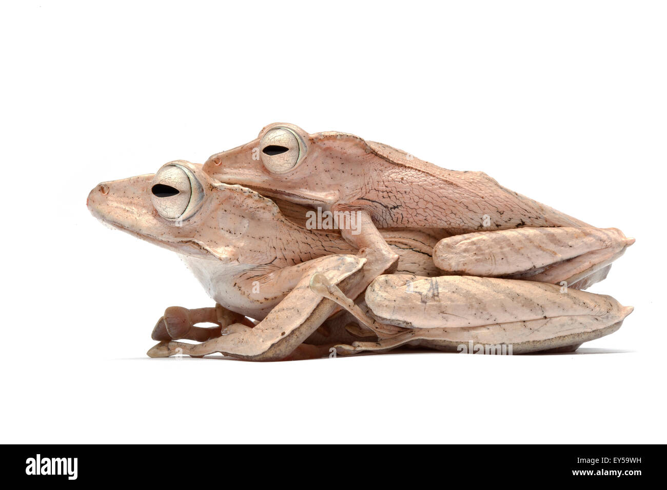File-eared Tree Frog Stock Photo - Alamy