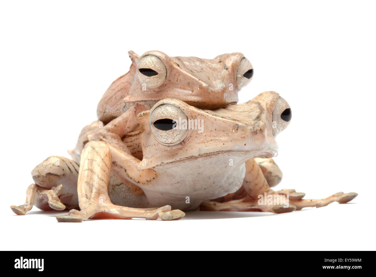 File-eared Tree Frog Stock Photo - Alamy