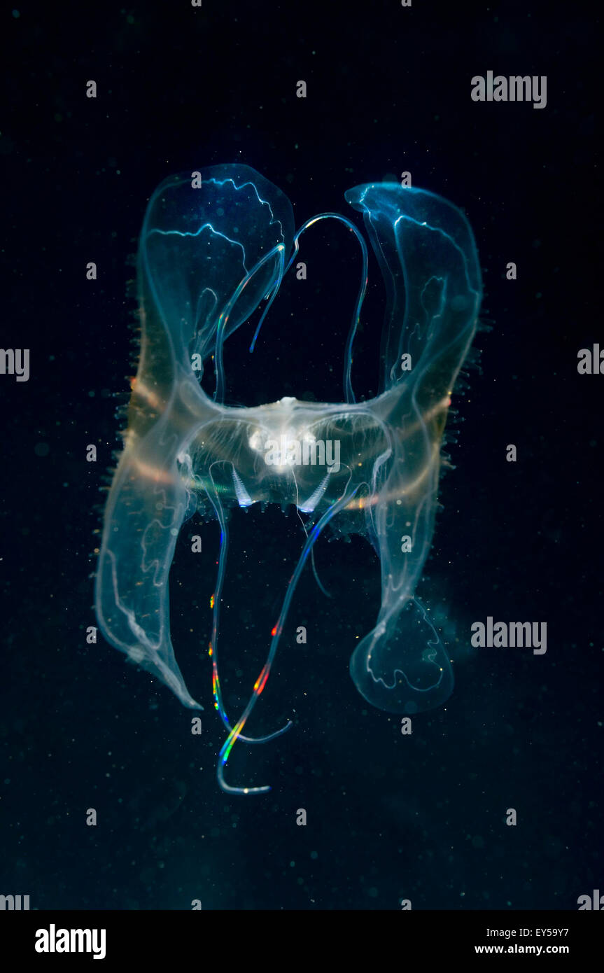 Comb jelly hi-res stock photography and images - Alamy