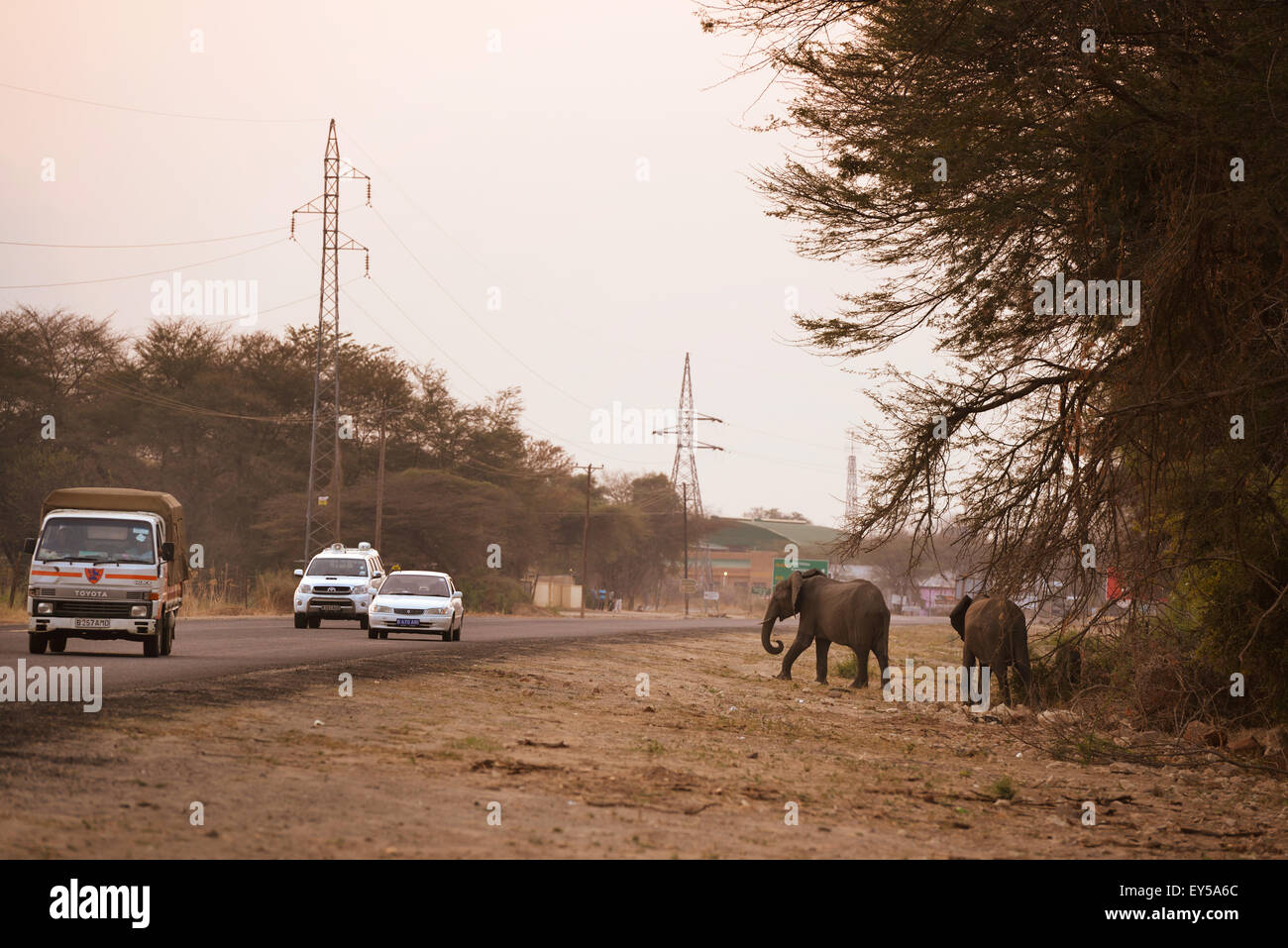 African Elephants at the roadside - Kasane Botswana Stock Photo - Alamy