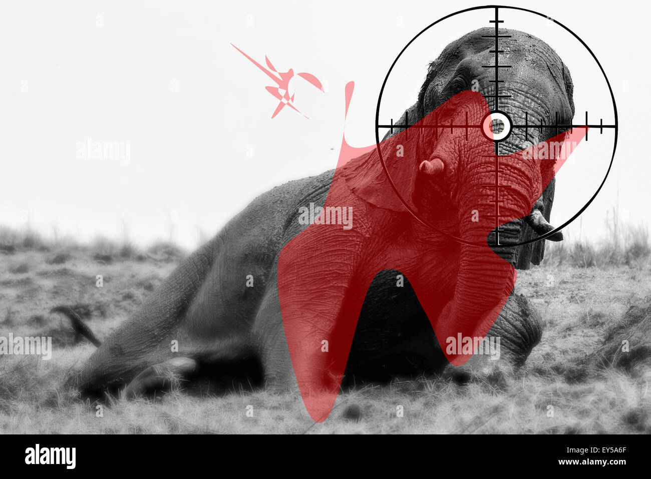 Target on African Elephant Stock Photo - Alamy