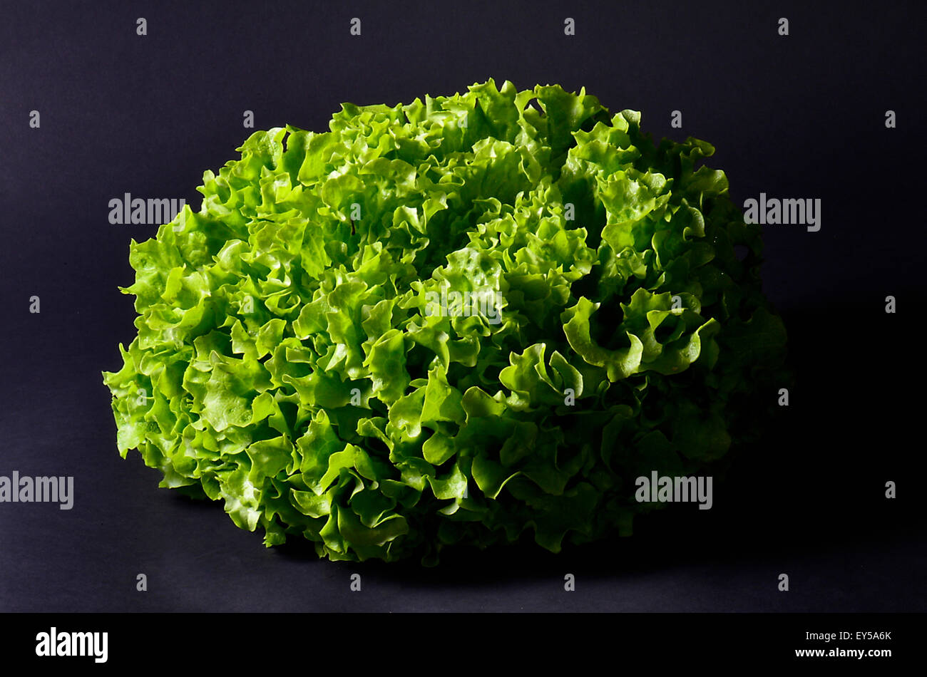 Batavia green on black background Stock Photo - Alamy