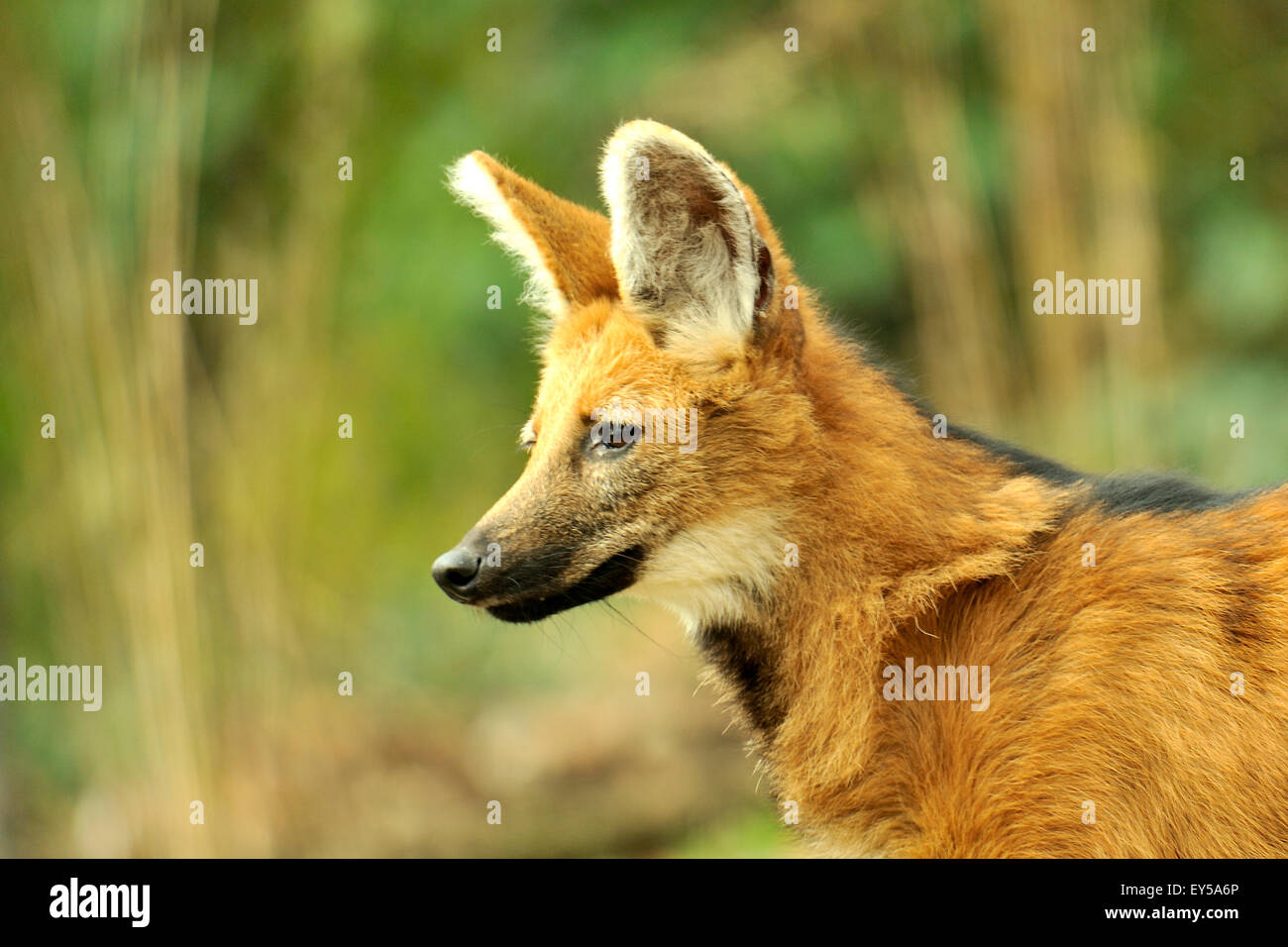 Portrait of maned Wolf Female Stock Photo - Alamy