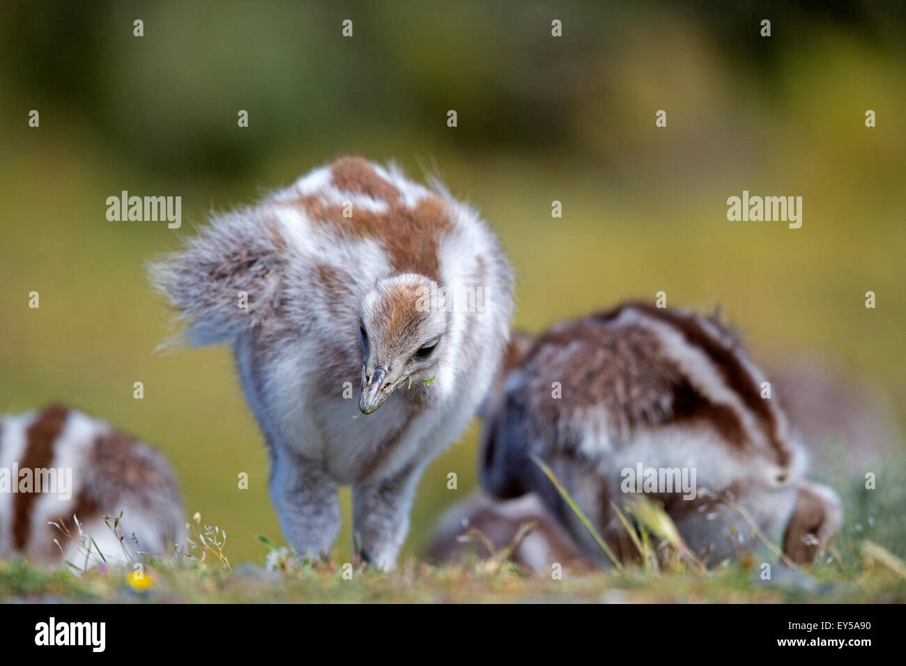 Greater Rhea chicks in the steppe - Torres del Paine Chile Stock Photo ...