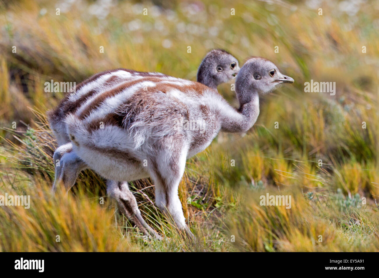 Greater rhea hi-res stock photography and images - Alamy