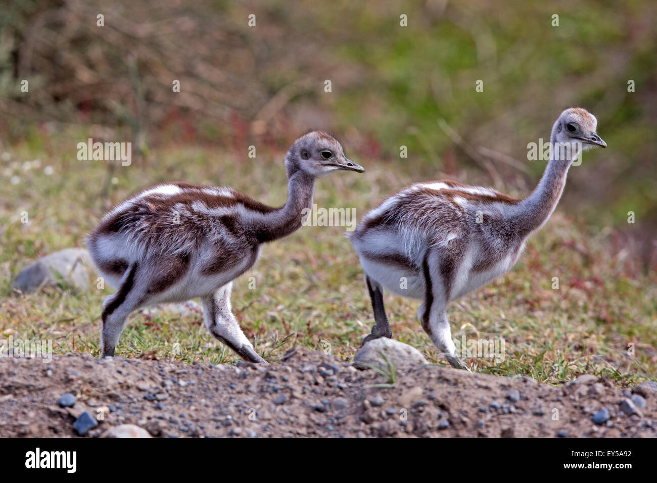 Greater Rhea chicks in the steppe - Torres del Paine Chile Stock Photo ...