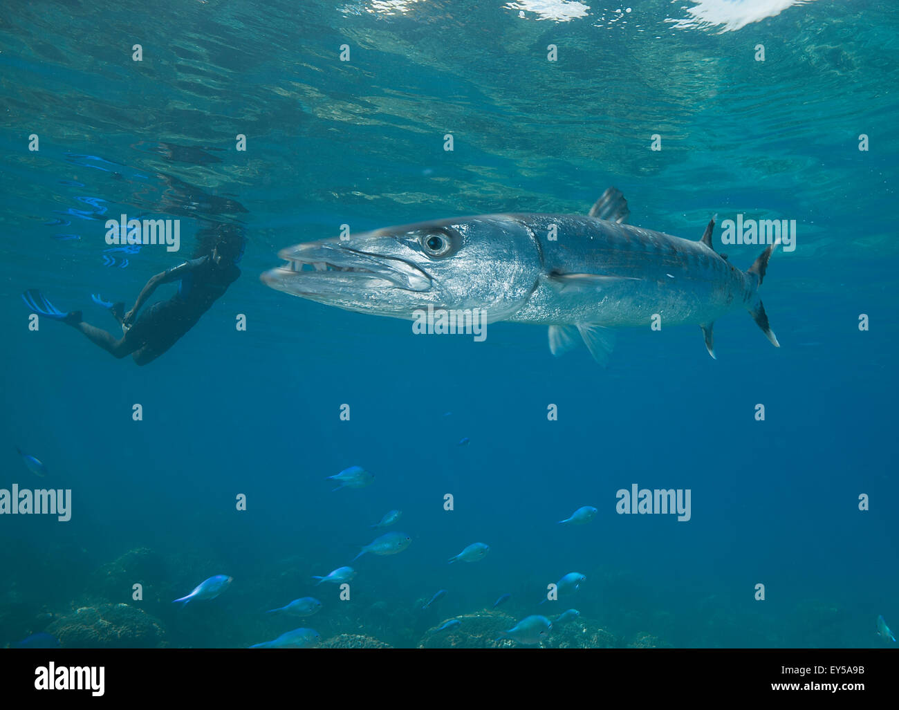 Great barracuda hi-res stock photography and images - Alamy