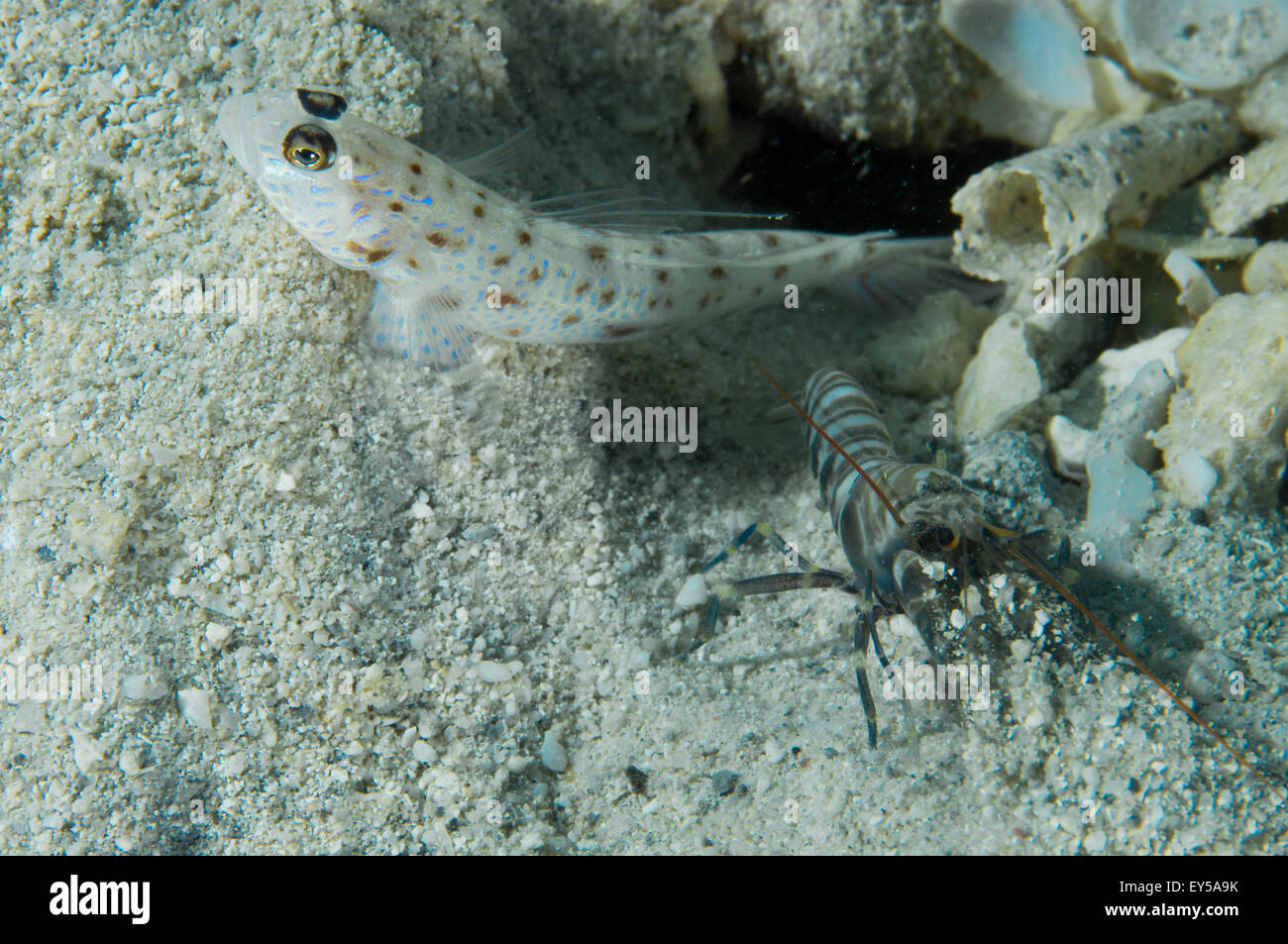Blind Shrimp High Resolution Stock Photography and Images - Alamy