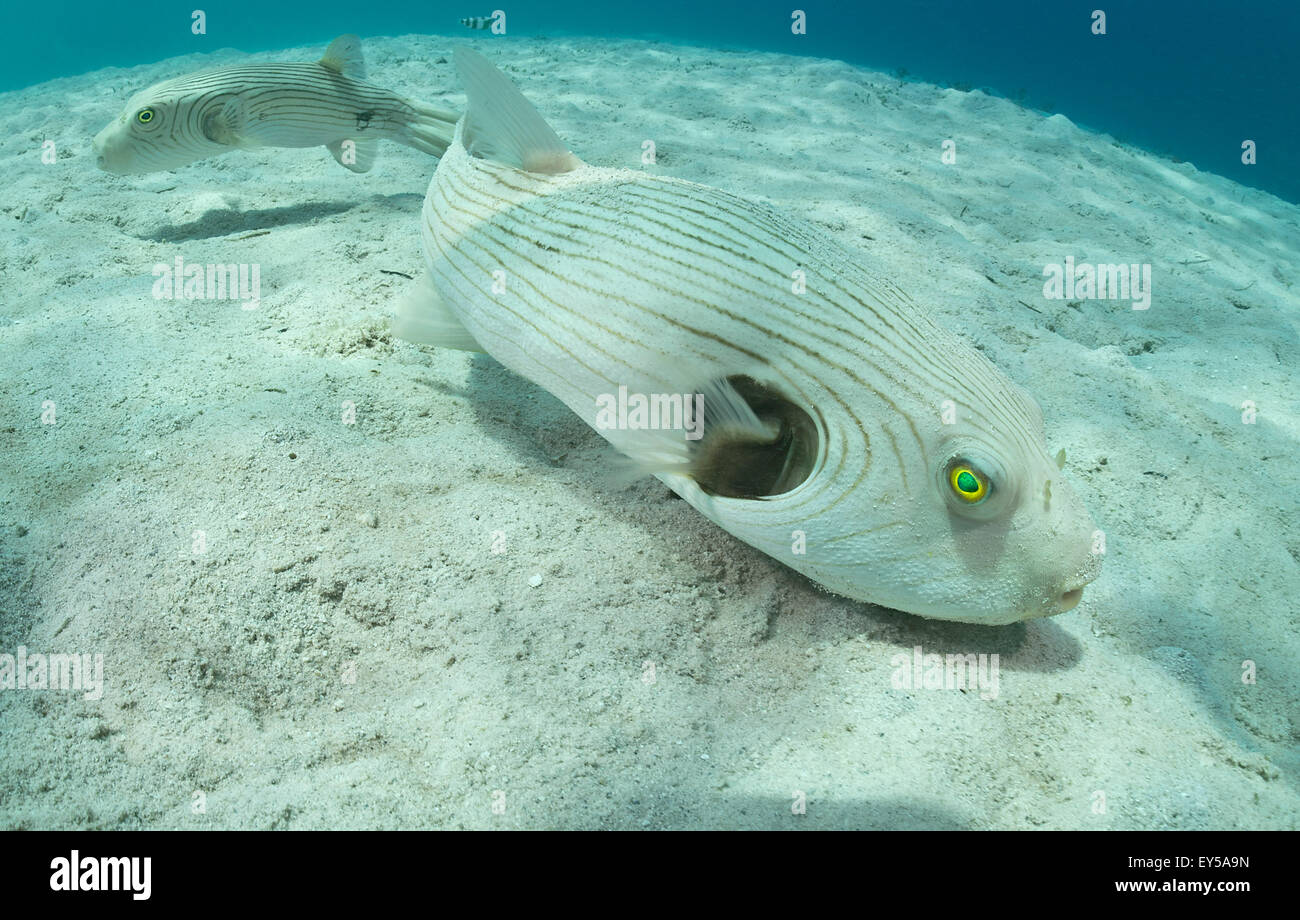 Striped puffer pair - Fiji Stock Photo - Alamy