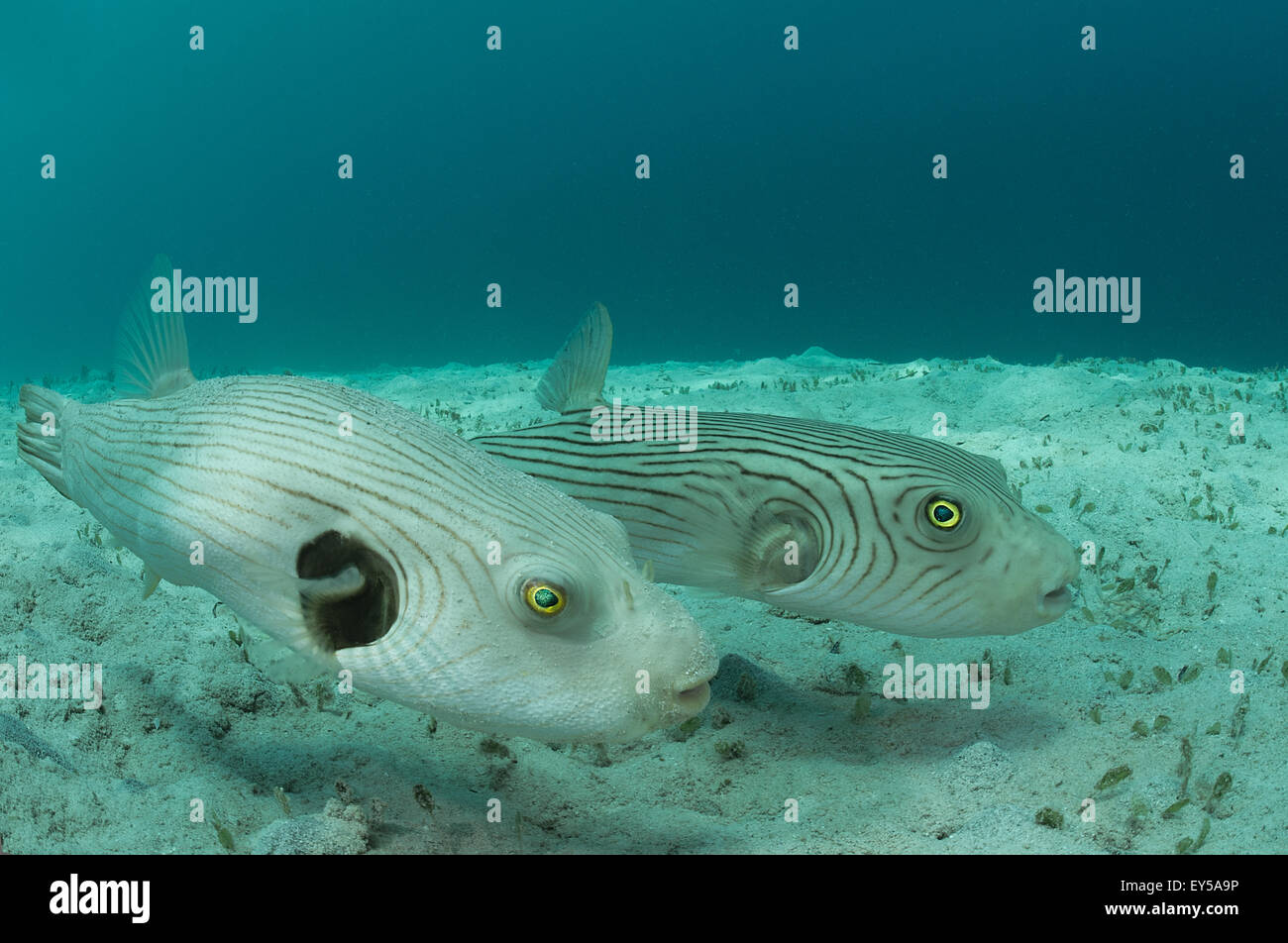 Striped puffer pair - Fiji Stock Photo - Alamy