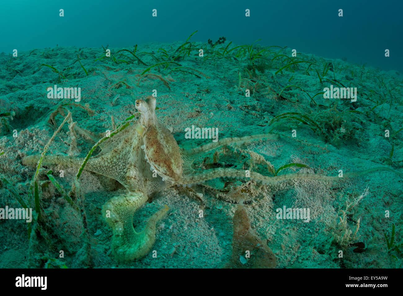 Small octopus on sandy bottom and sea grass - Fiji Stock Photo - Alamy