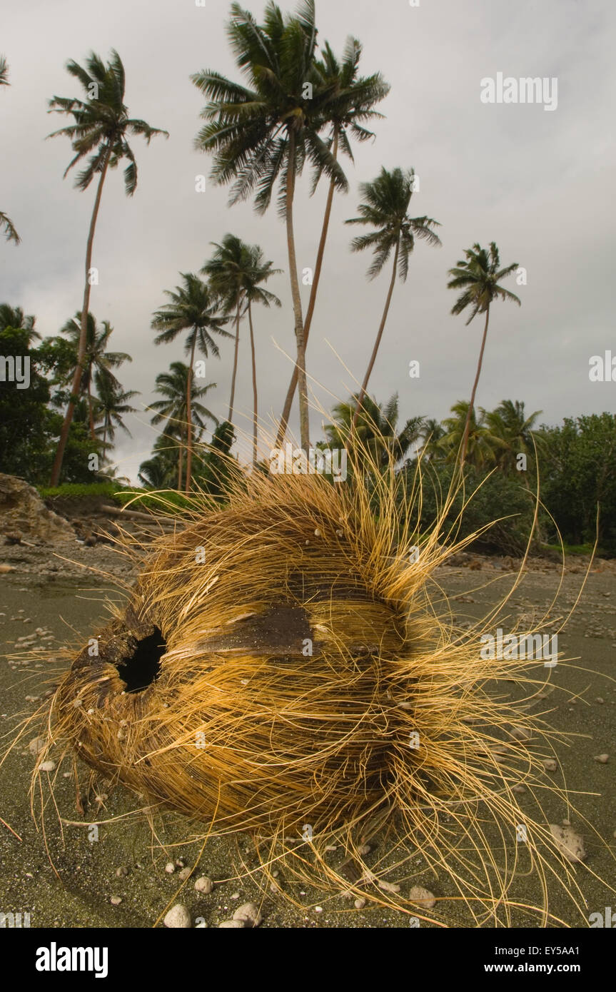 Coconut shell on beach - Fiji Stock Photo - Alamy