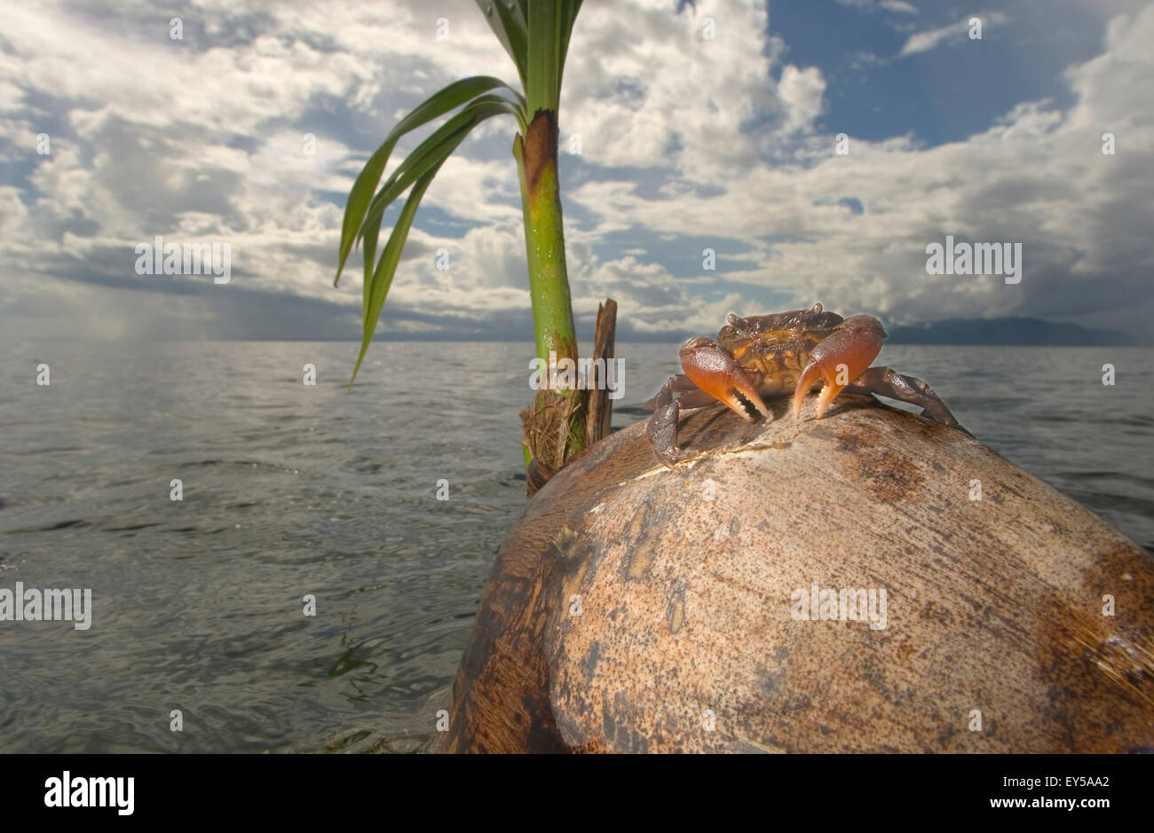 Crab on Coconut germinated floating - Fiji Stock Photo - Alamy