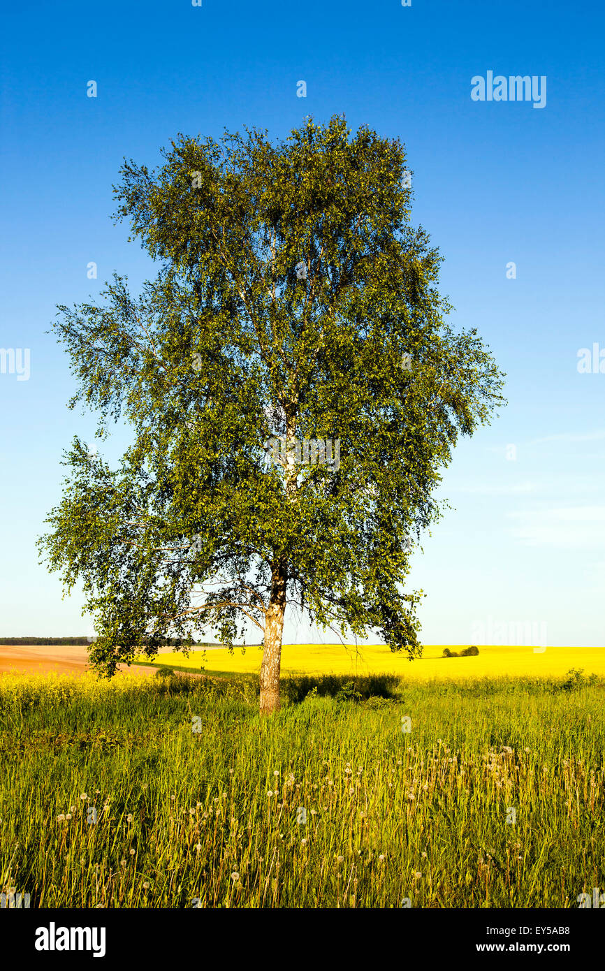 tree in the field Stock Photo - Alamy